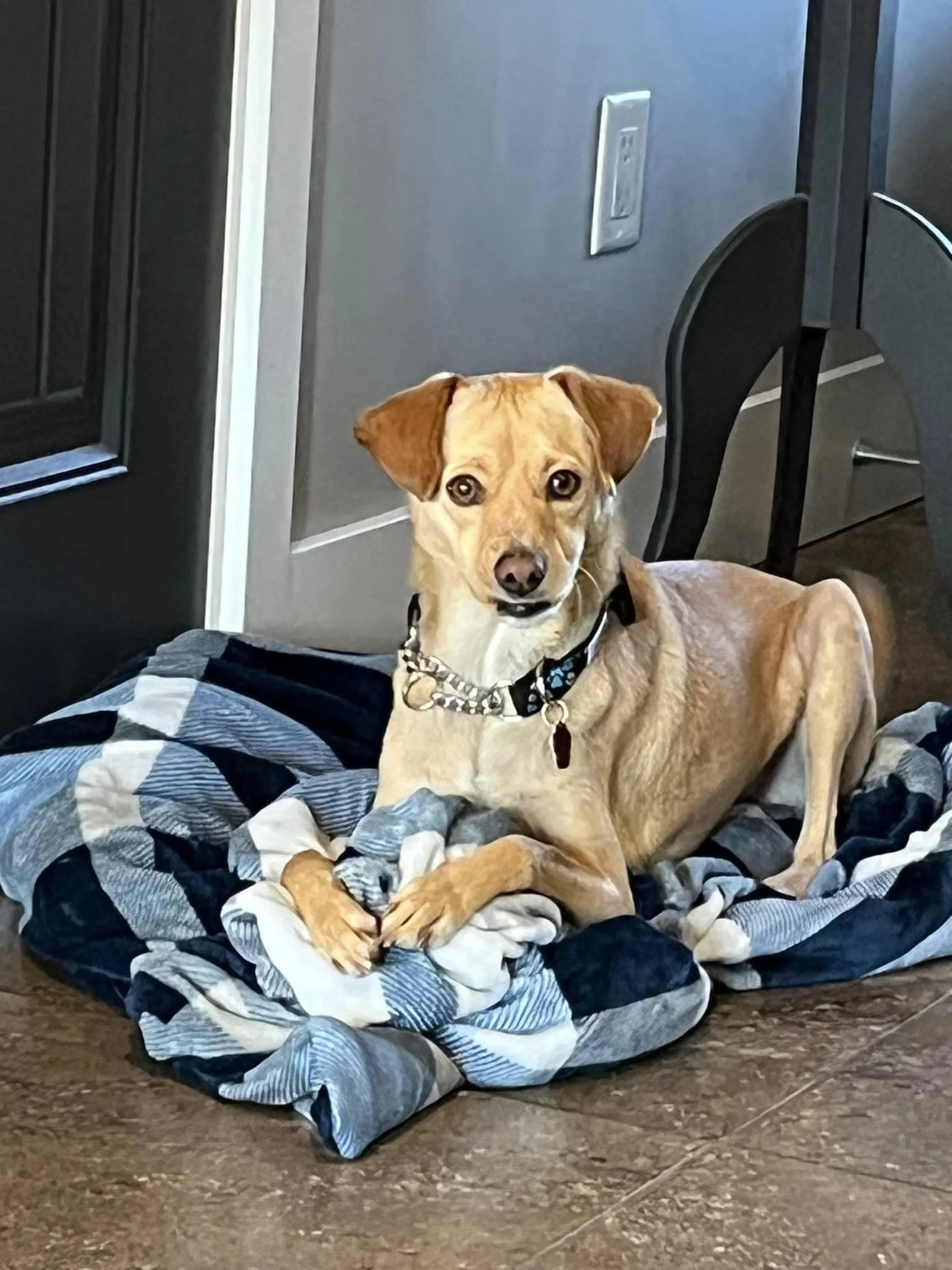 Adoptable Dogs — Kamloops Ruff Start Rescue Society