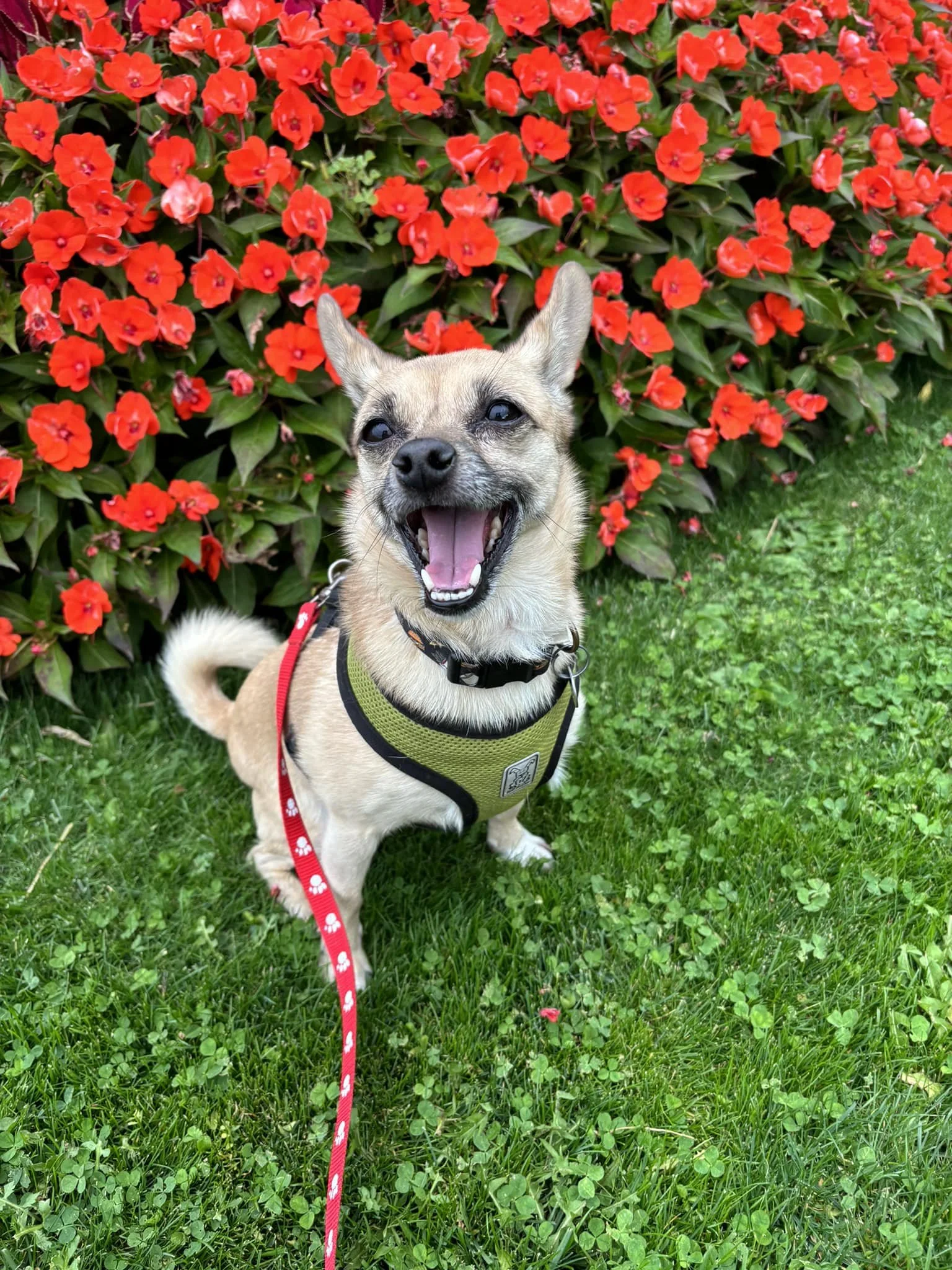 Adoptable Dogs — Kamloops Ruff Start Rescue Society