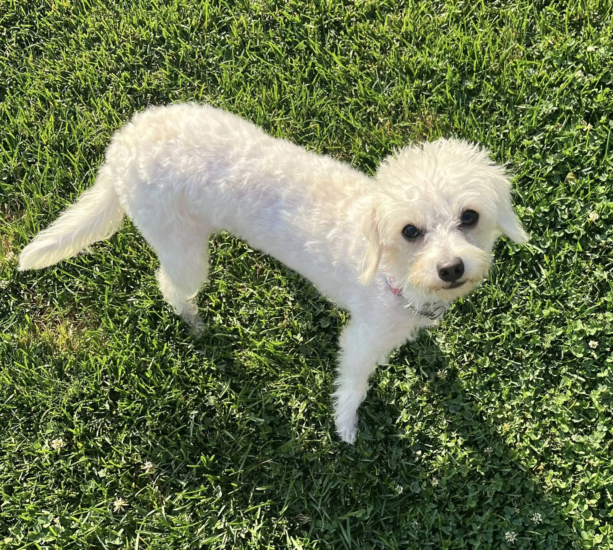 Adoptable Dogs — Kamloops Ruff Start Rescue Society