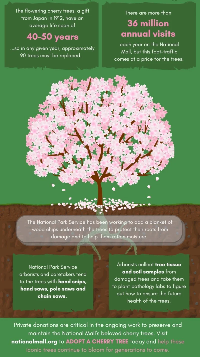Cherry Tree Care — #BloomCam