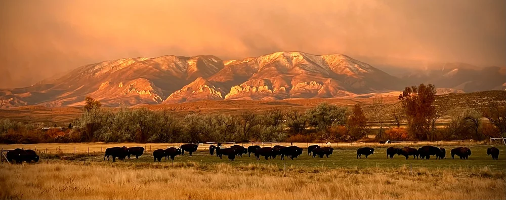 Wild Bison Ranch