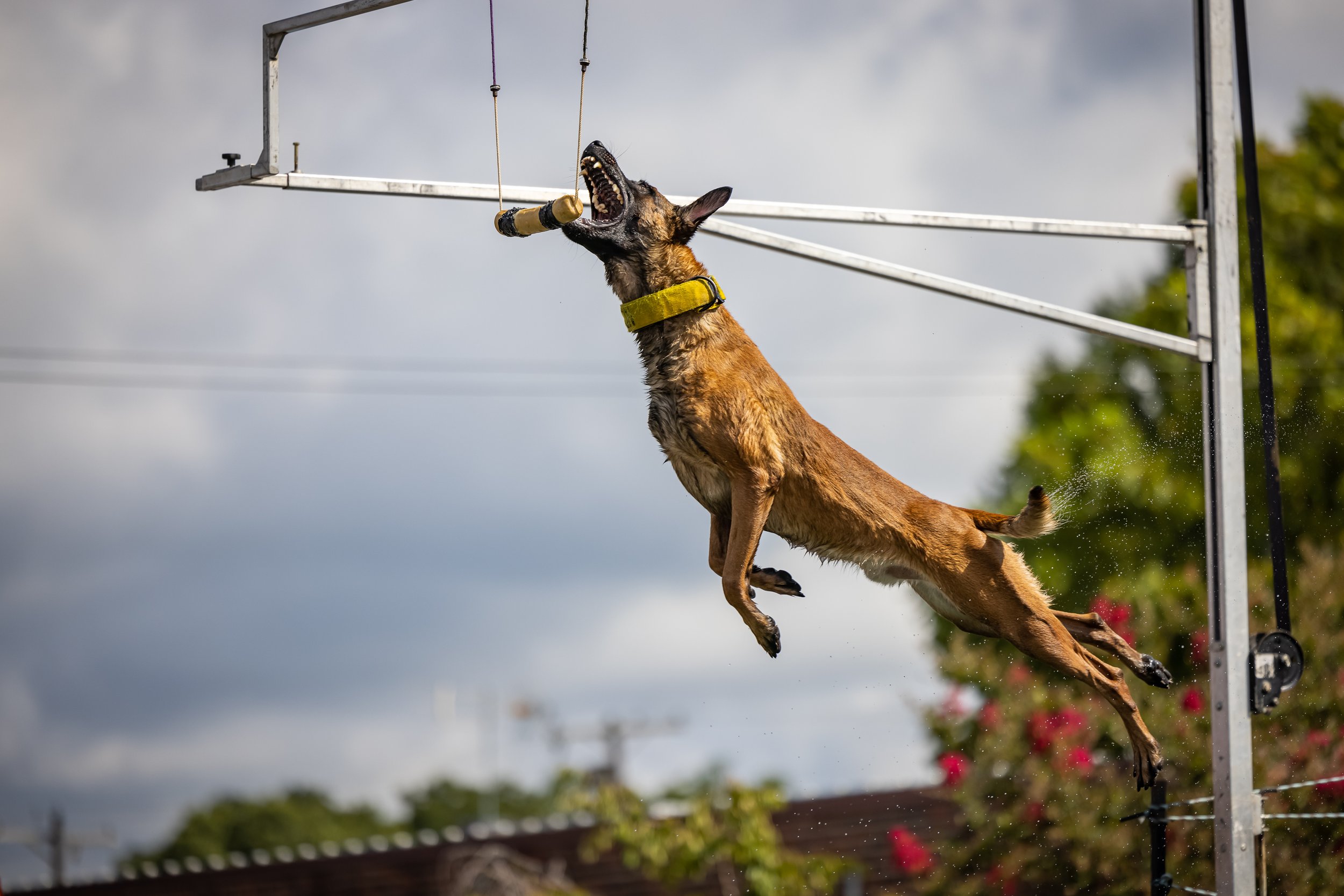 Dock Diving & Swimming — Paws Pack Dog Training & Sports