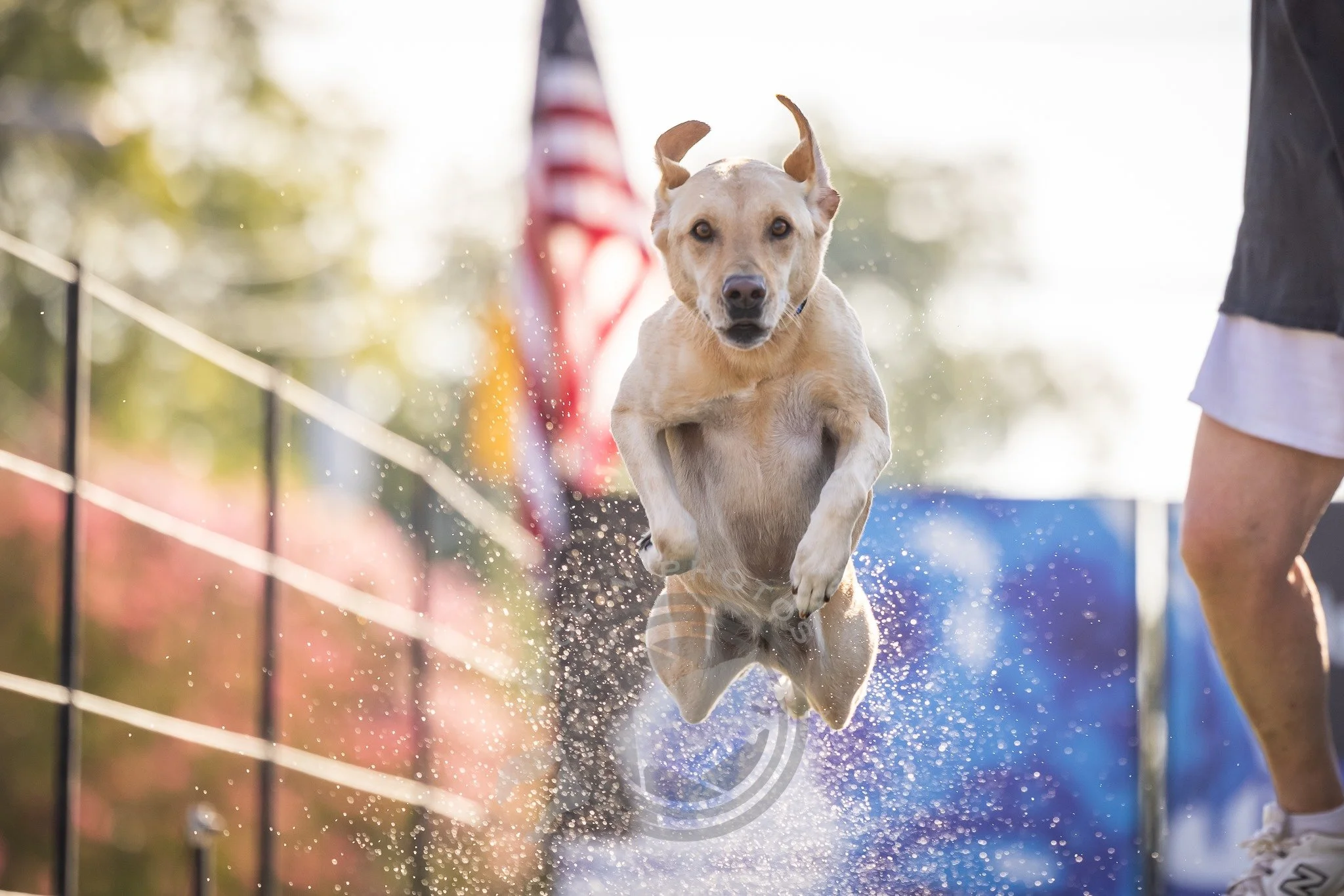 Dock Diving & Swimming — Paws Pack Dog Training & Sports