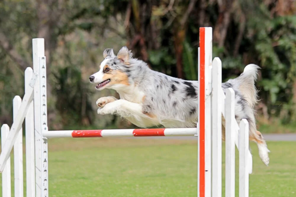 Paws Pack Dog Training & Sports