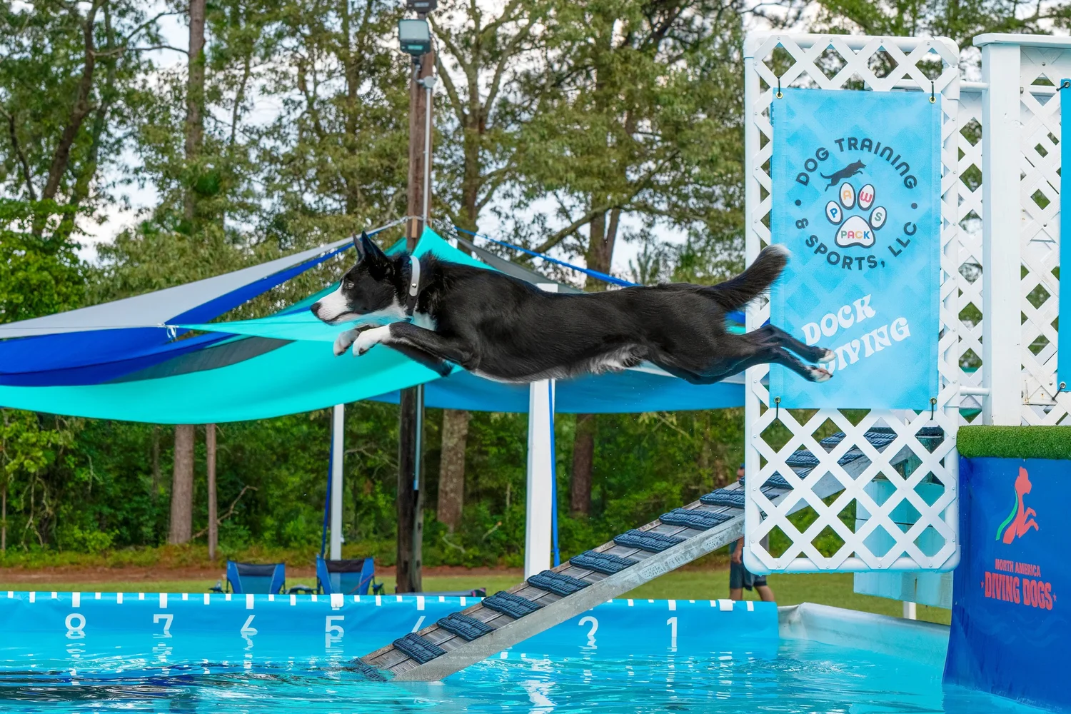 Dock Diving & Swimming — Paws Pack Dog Training & Sports