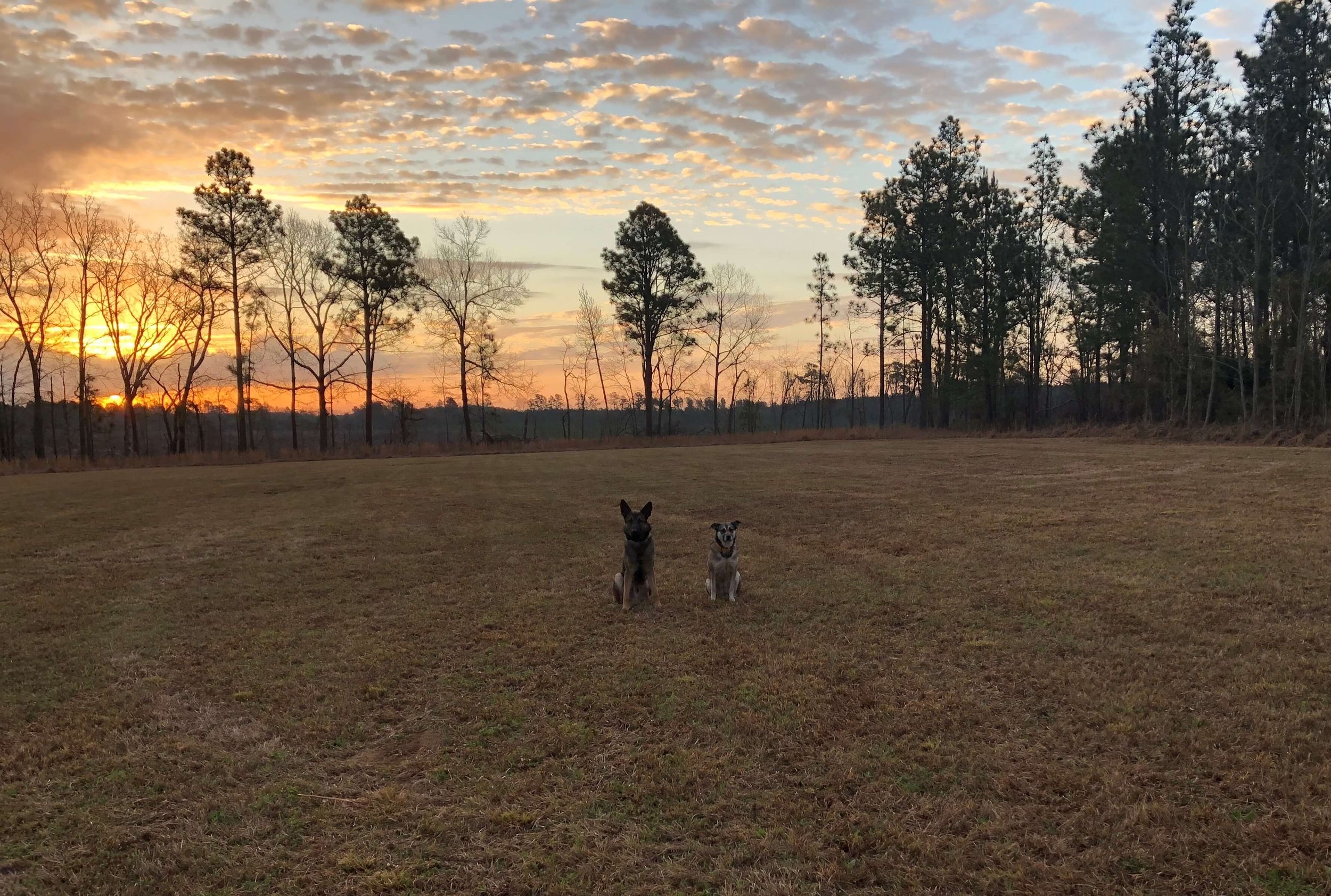 Facility — Paws Pack Dog Training & Sports