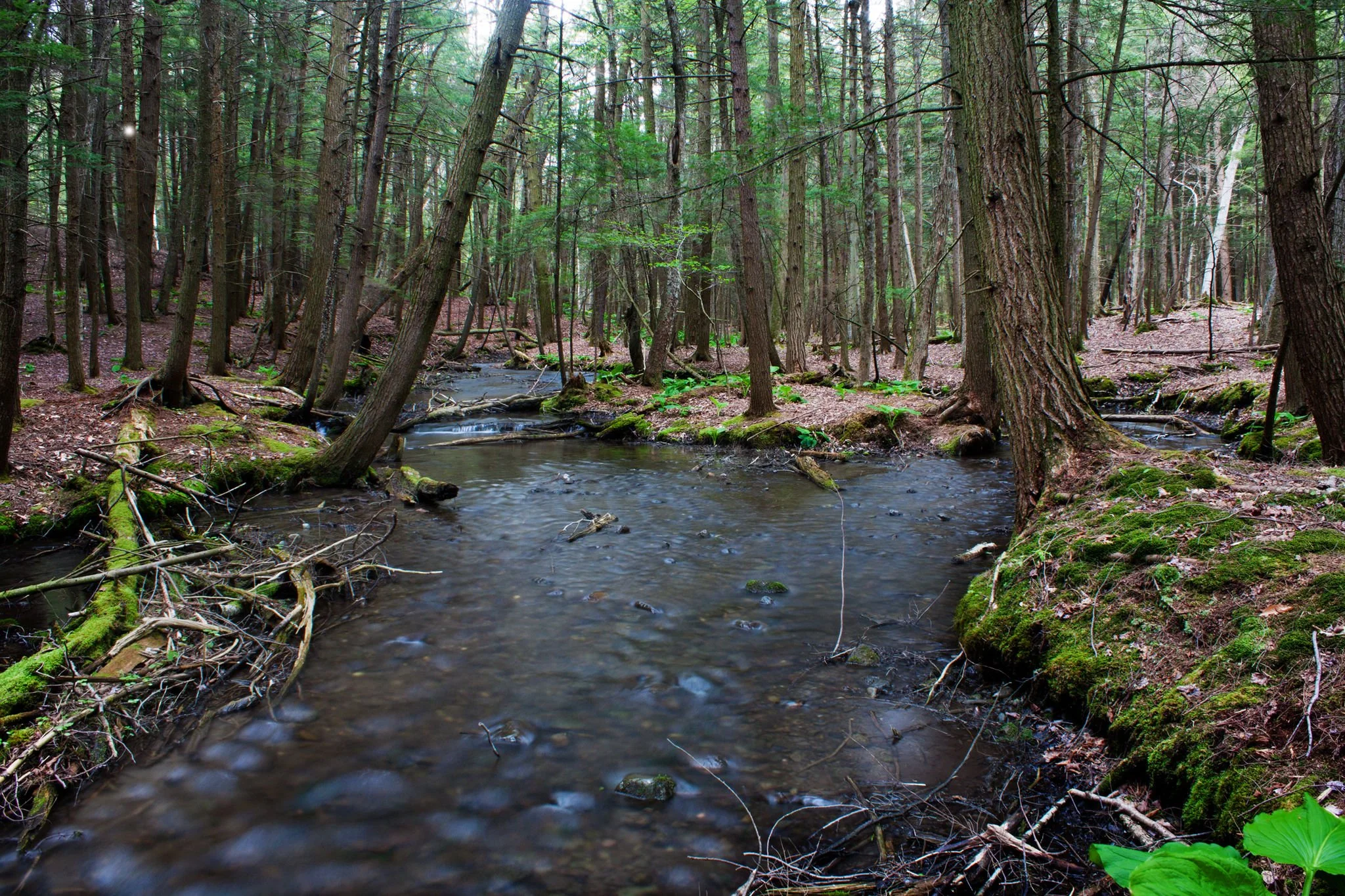 Our Story — Lime Hollow Nature Center