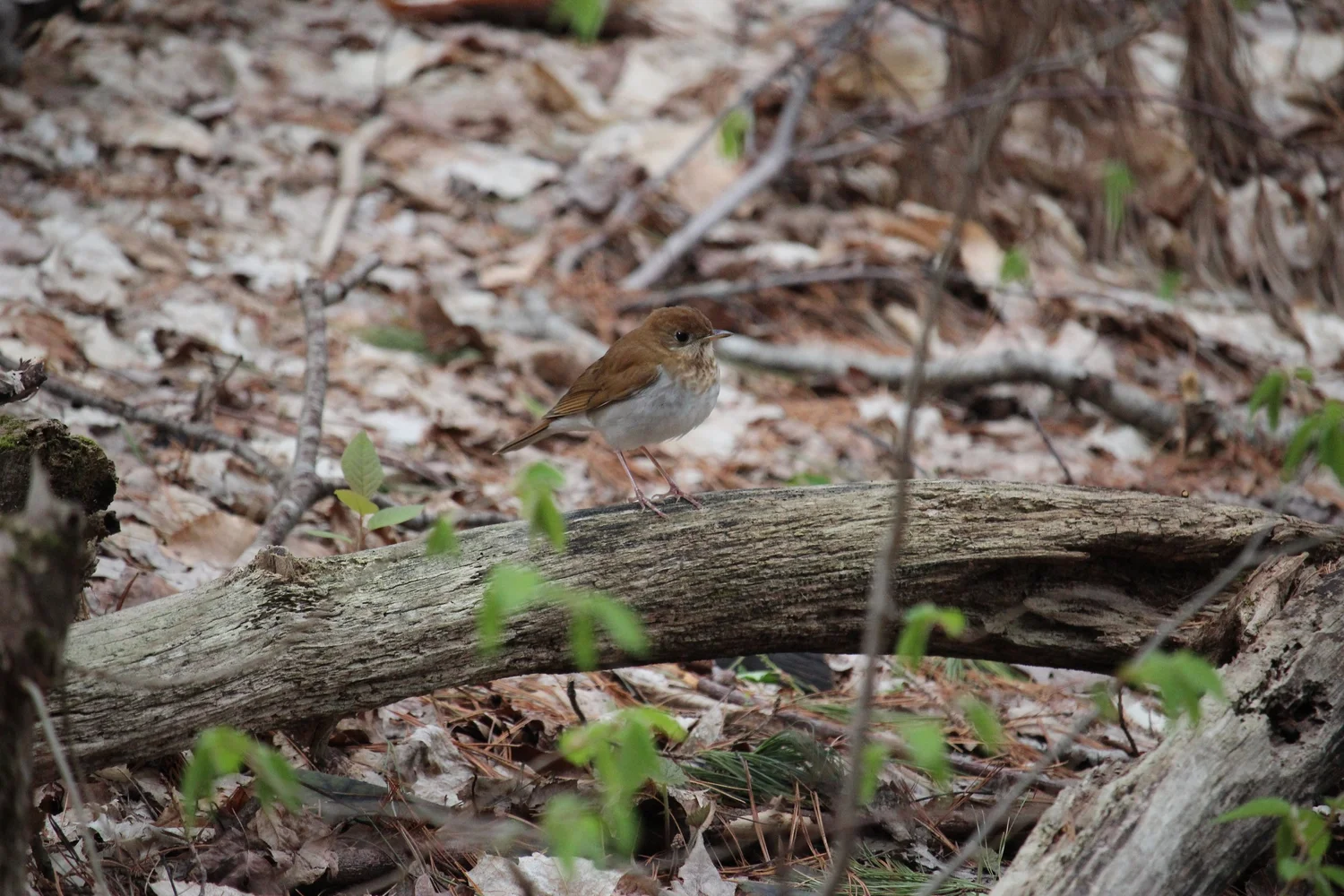Hikes — Lime Hollow Nature Center