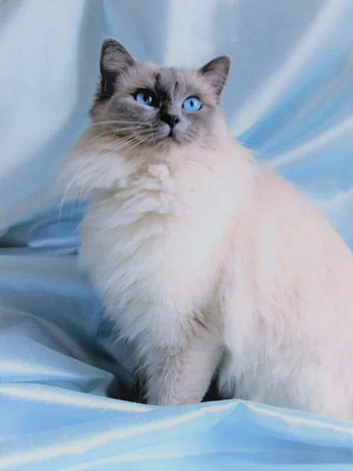 Purrrpetals Ragdoll Cats