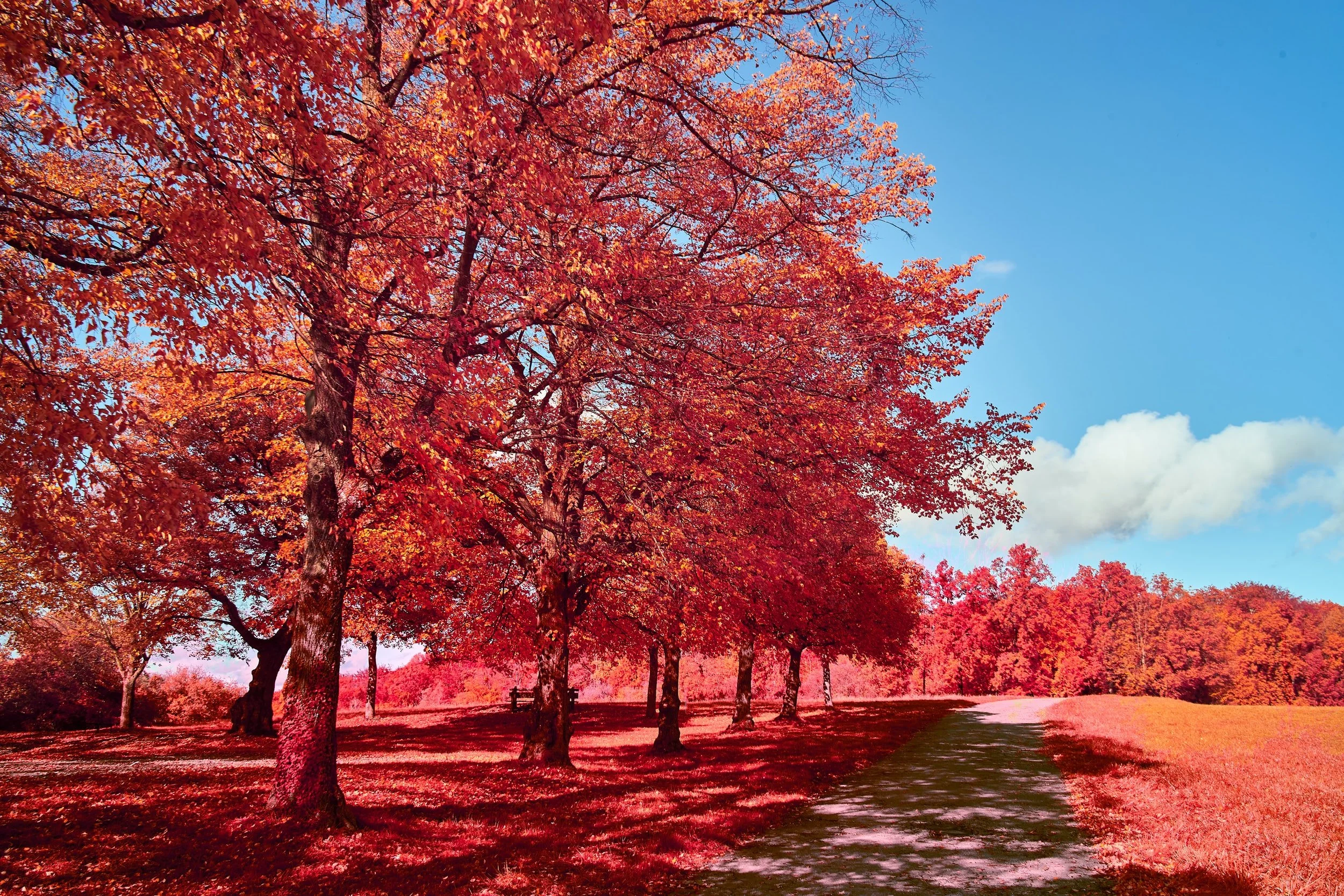 Willow and Oak Wellness, LLC