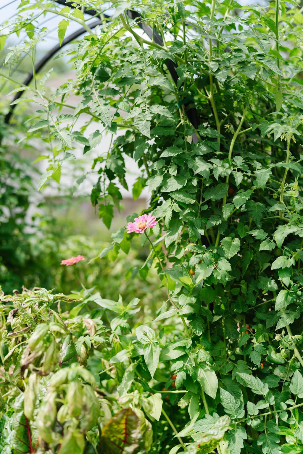 Greenhouse to Garden — Garden Girls