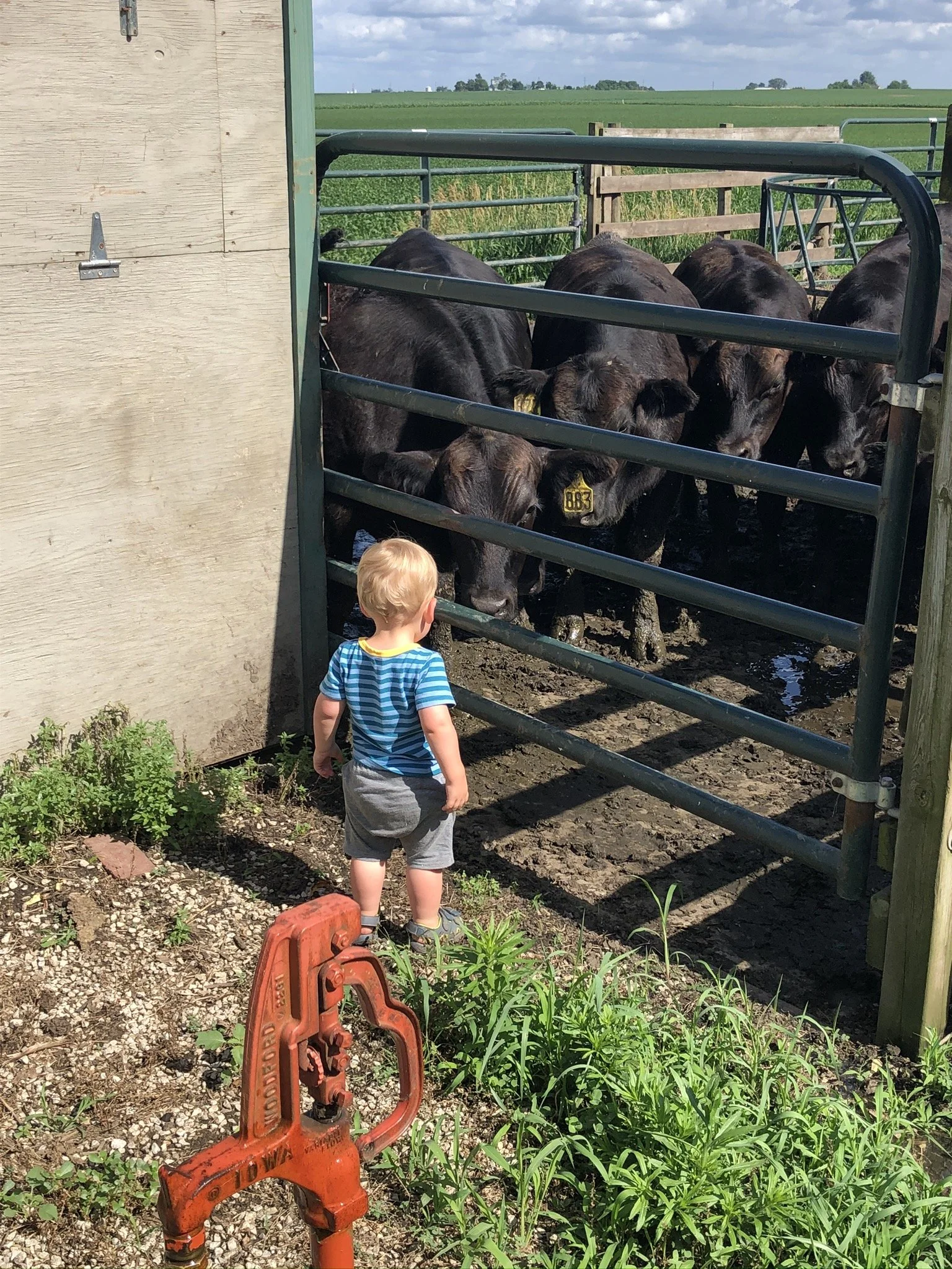 About — Rice Family Farms
