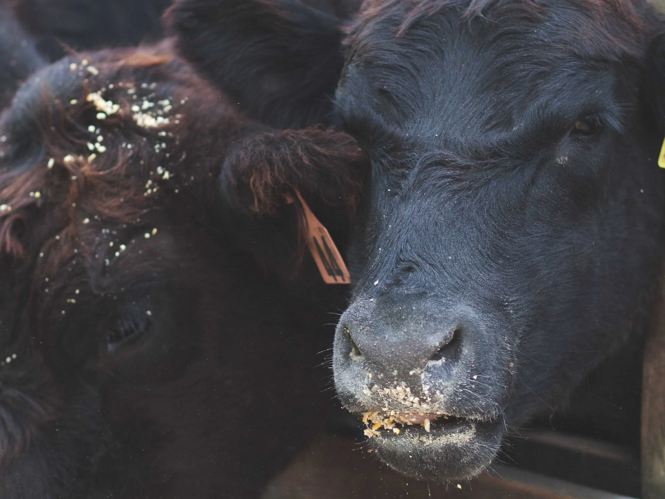 Rice Family Farms | Grass Fed, Grain Finished Beef