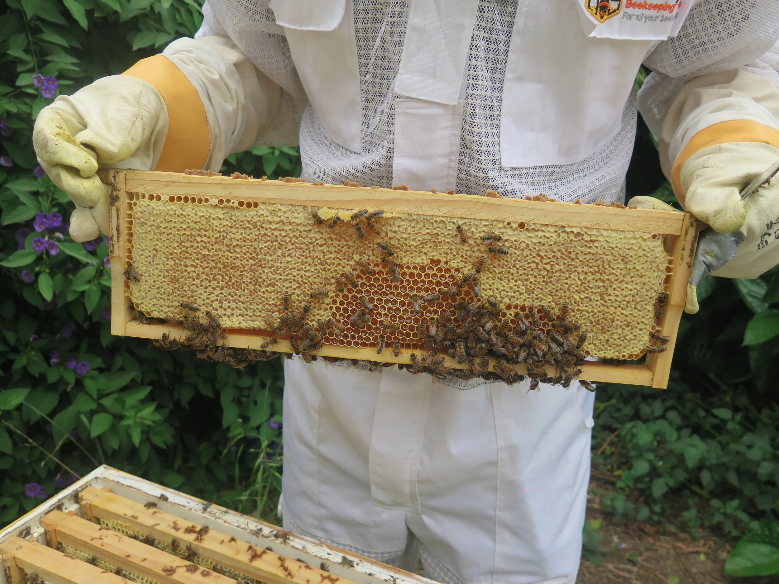Local Small Batch Raw Honey — Coastal Nectar