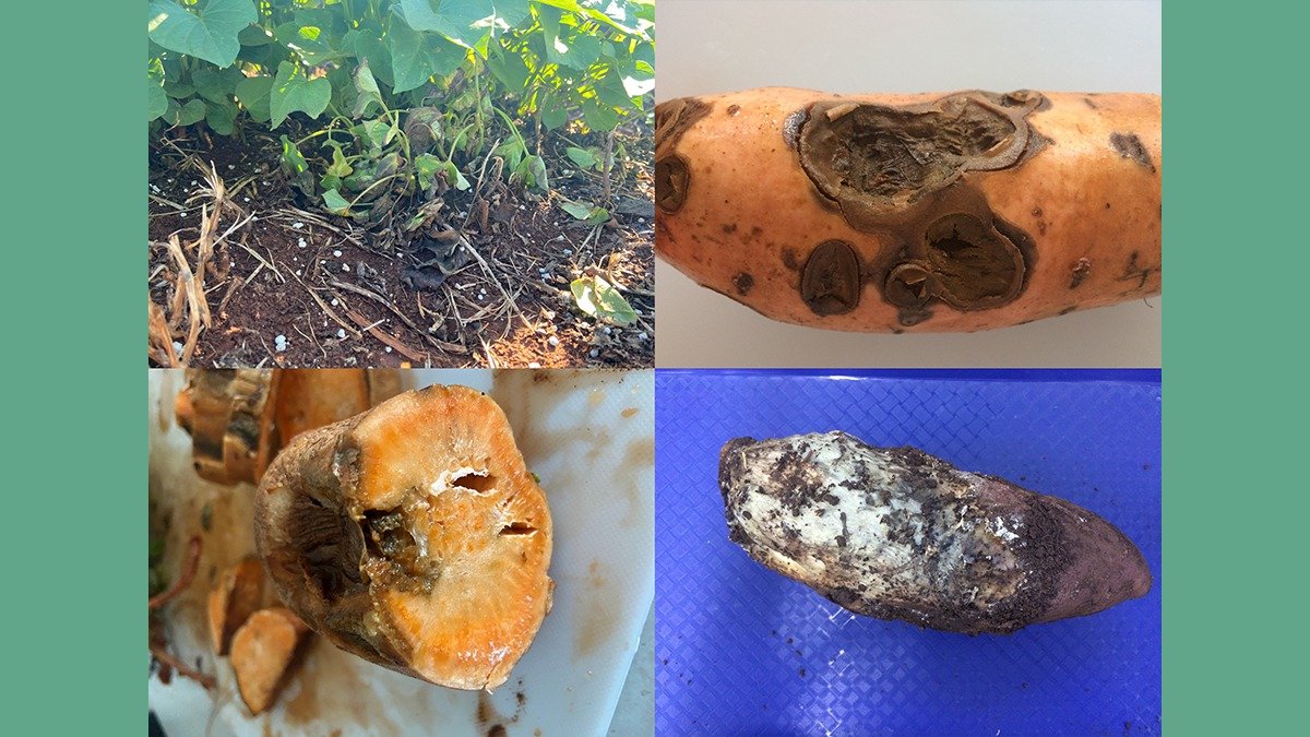 Spotlight: Dr Seeseei Molimau-Samasoni — Pacific Agriculture ...