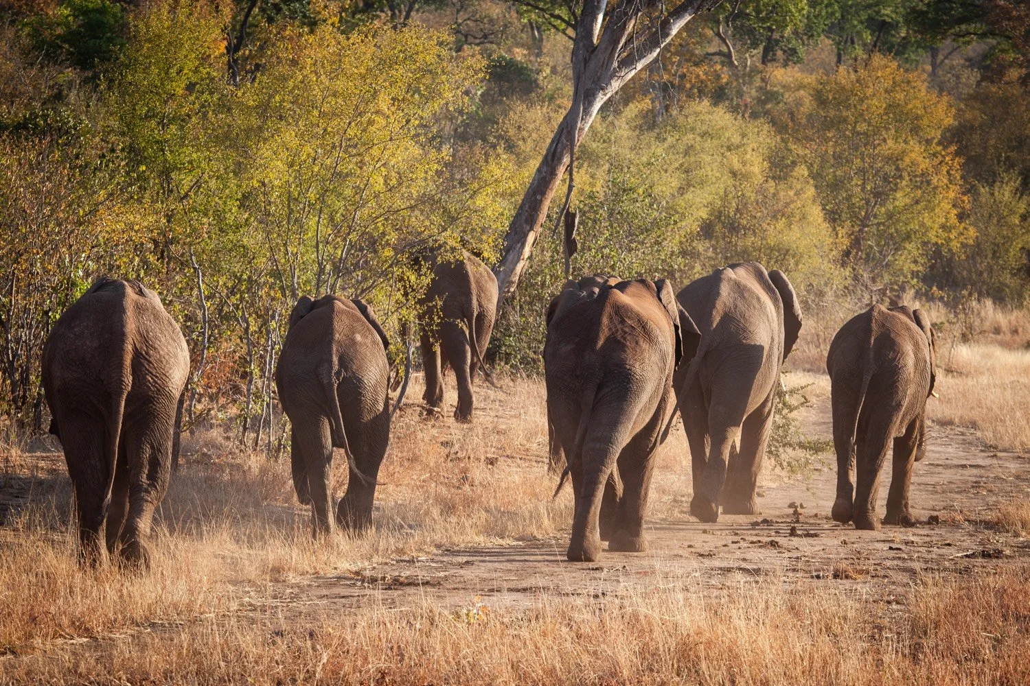 Our Story — elephantCREW