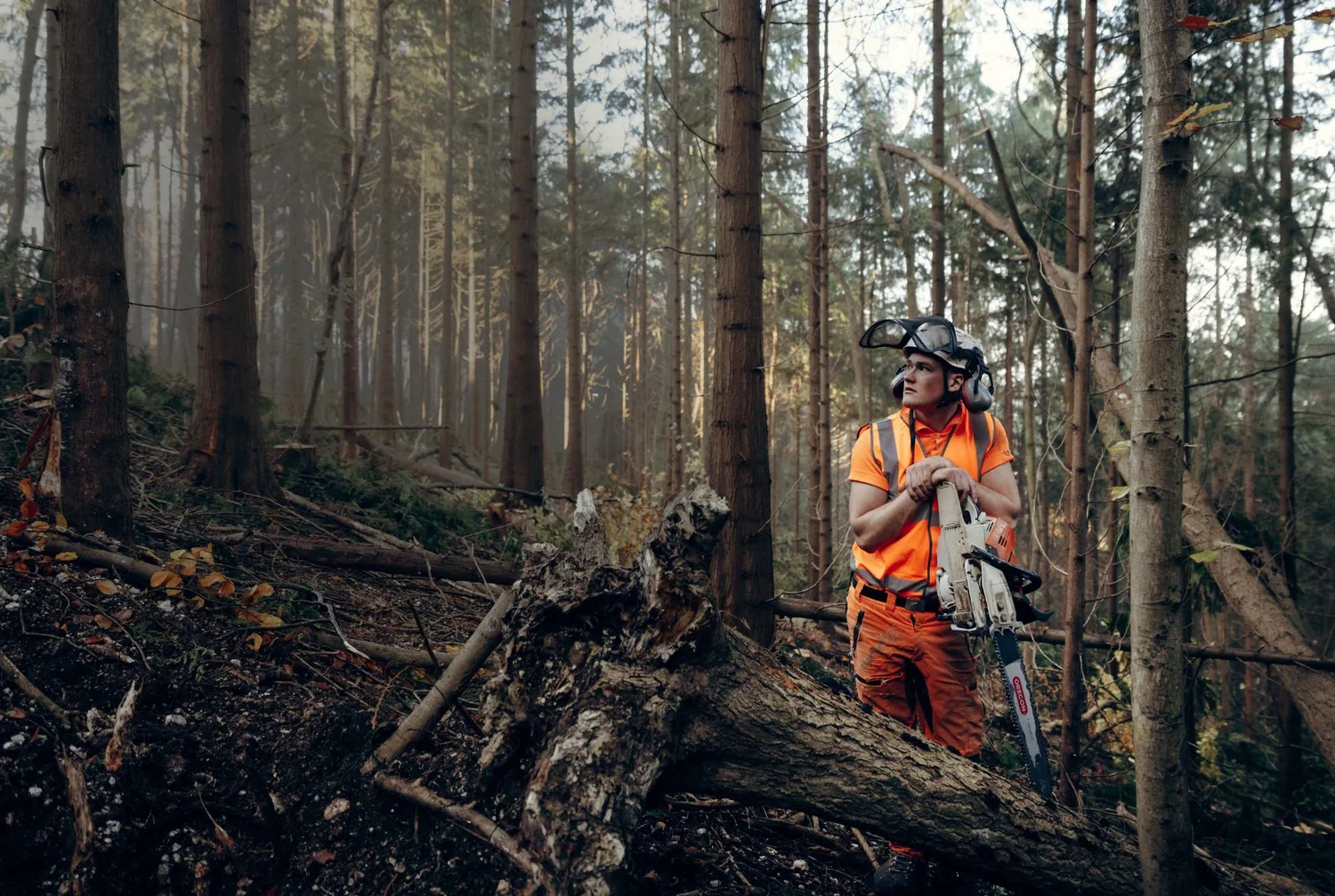 Timber Production & Sales — English Woodlands Forestry
