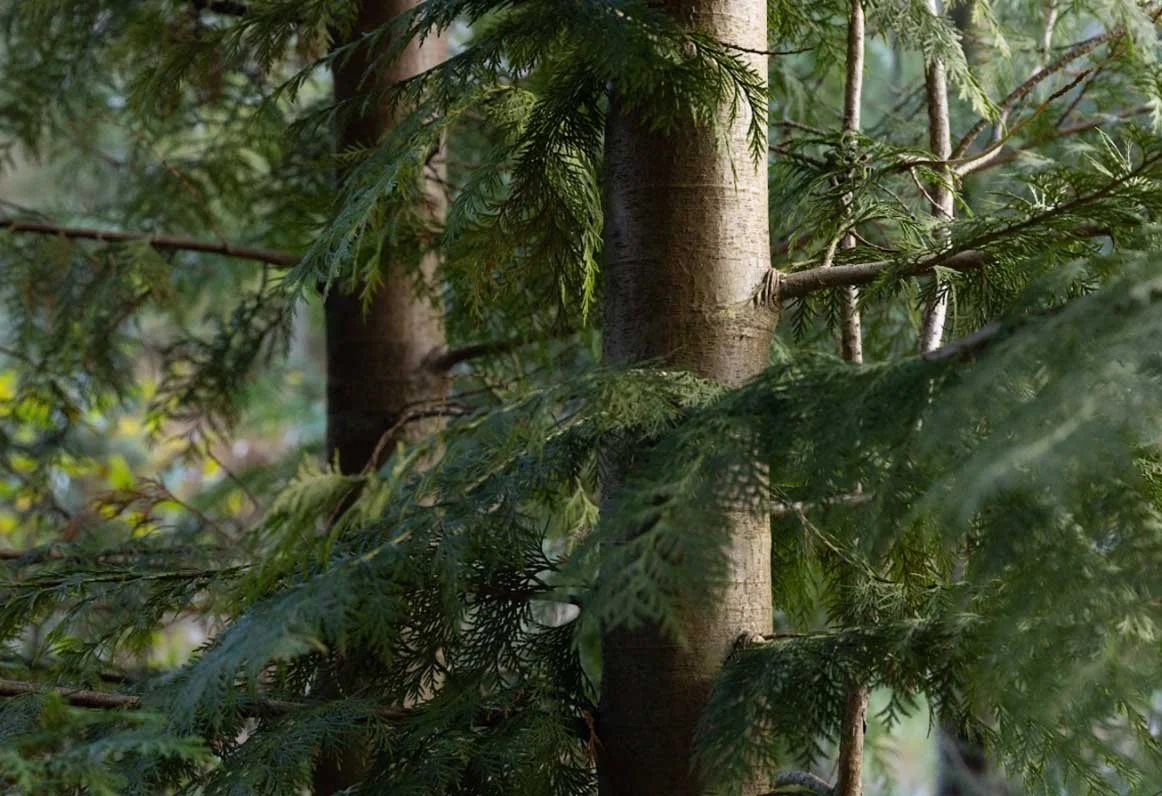 Timber Production & Sales — English Woodlands Forestry