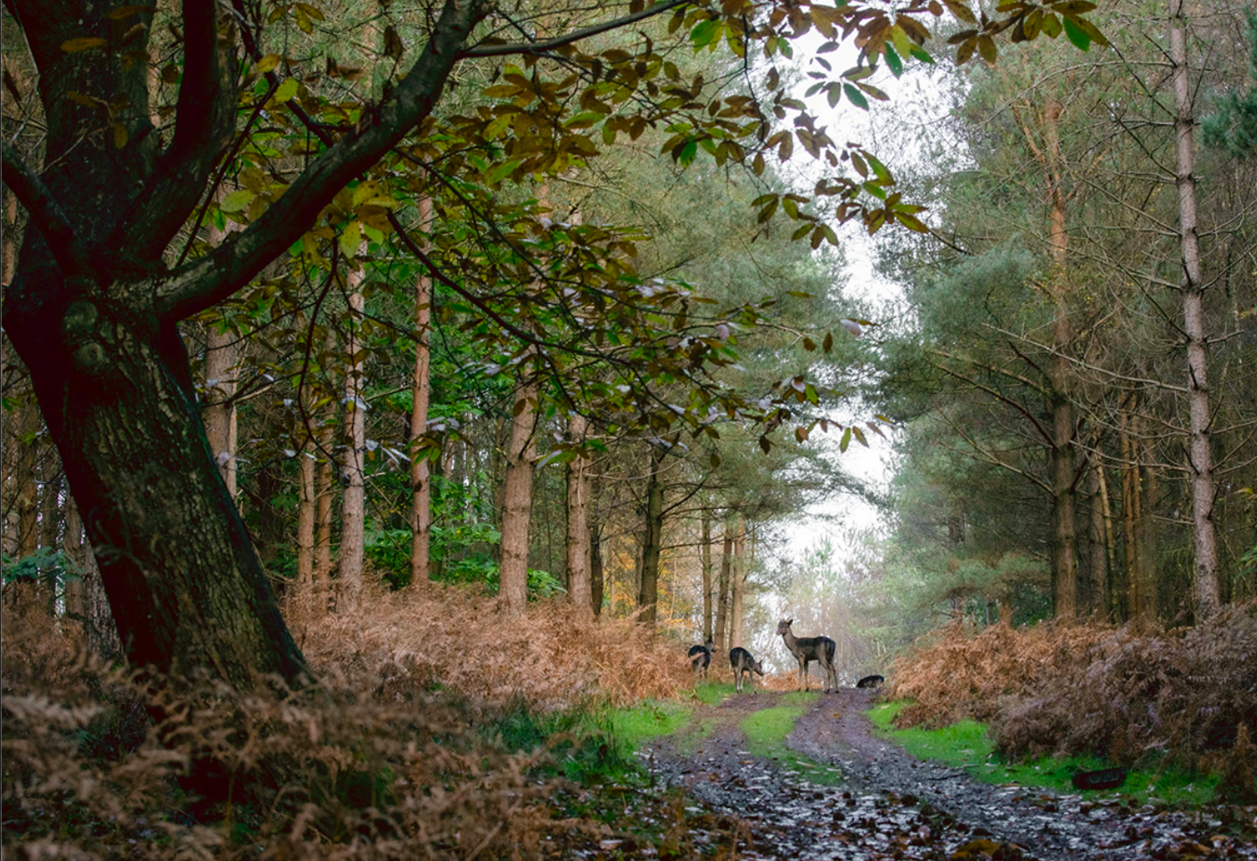 All Services — English Woodlands Forestry