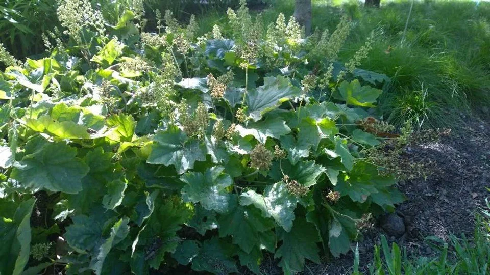 Heuchera villosa (Hairy Alumroot) — Tennessee Naturescapes