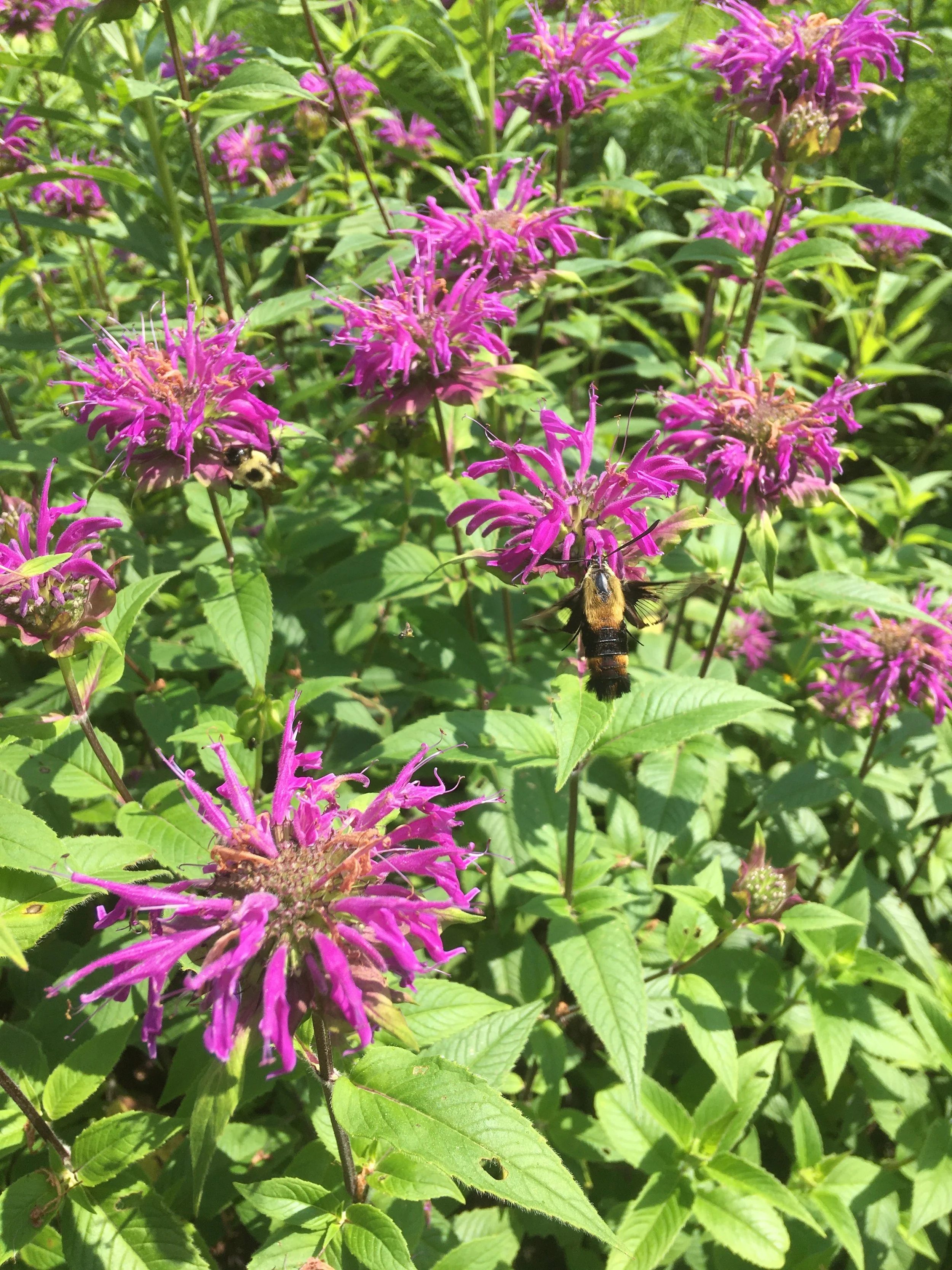 Why "Go Native"? — Tennessee Naturescapes