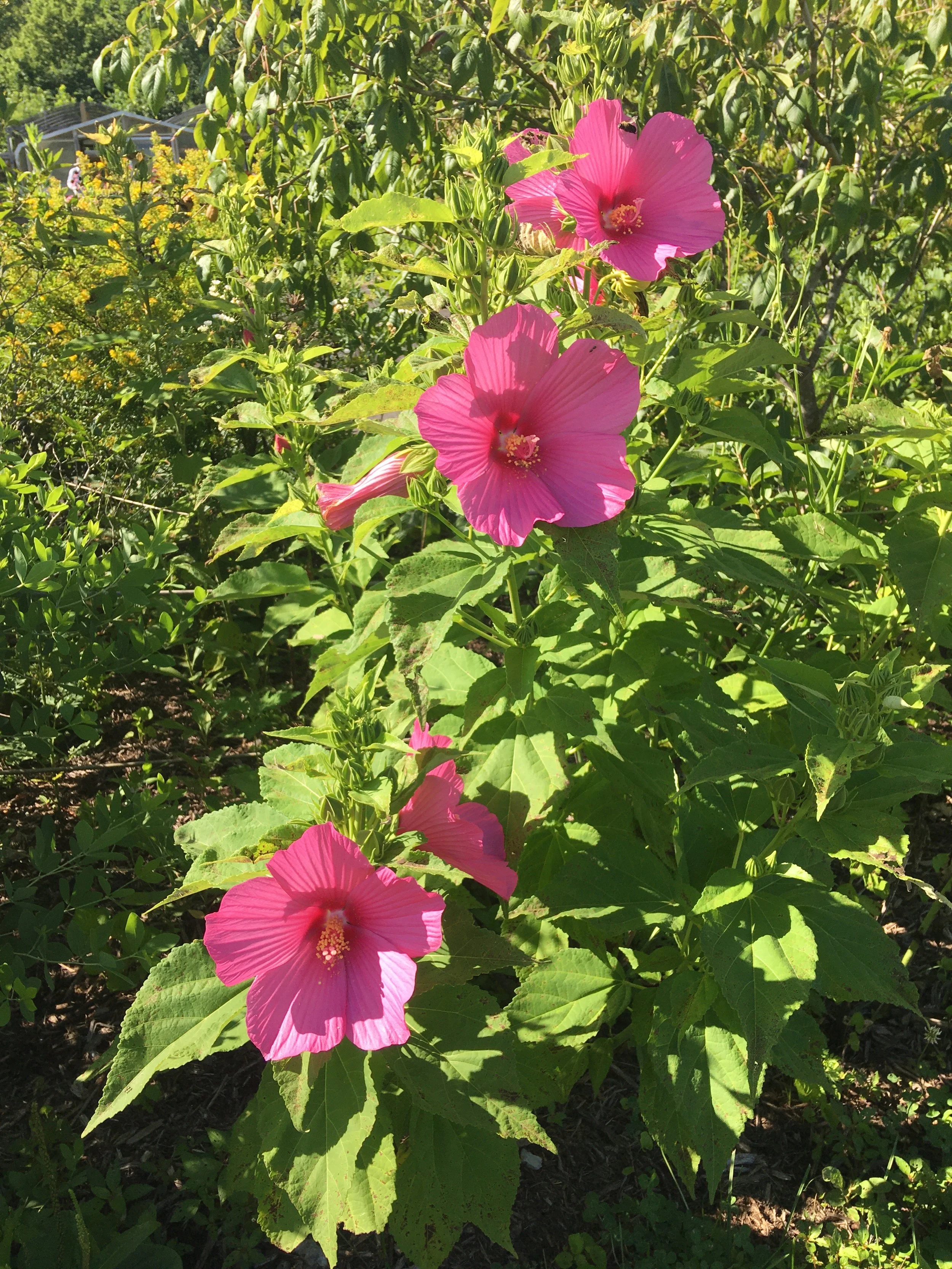 Hibiscus moscheutos - (Swamp Rose Mallow) — Tennessee Naturescapes