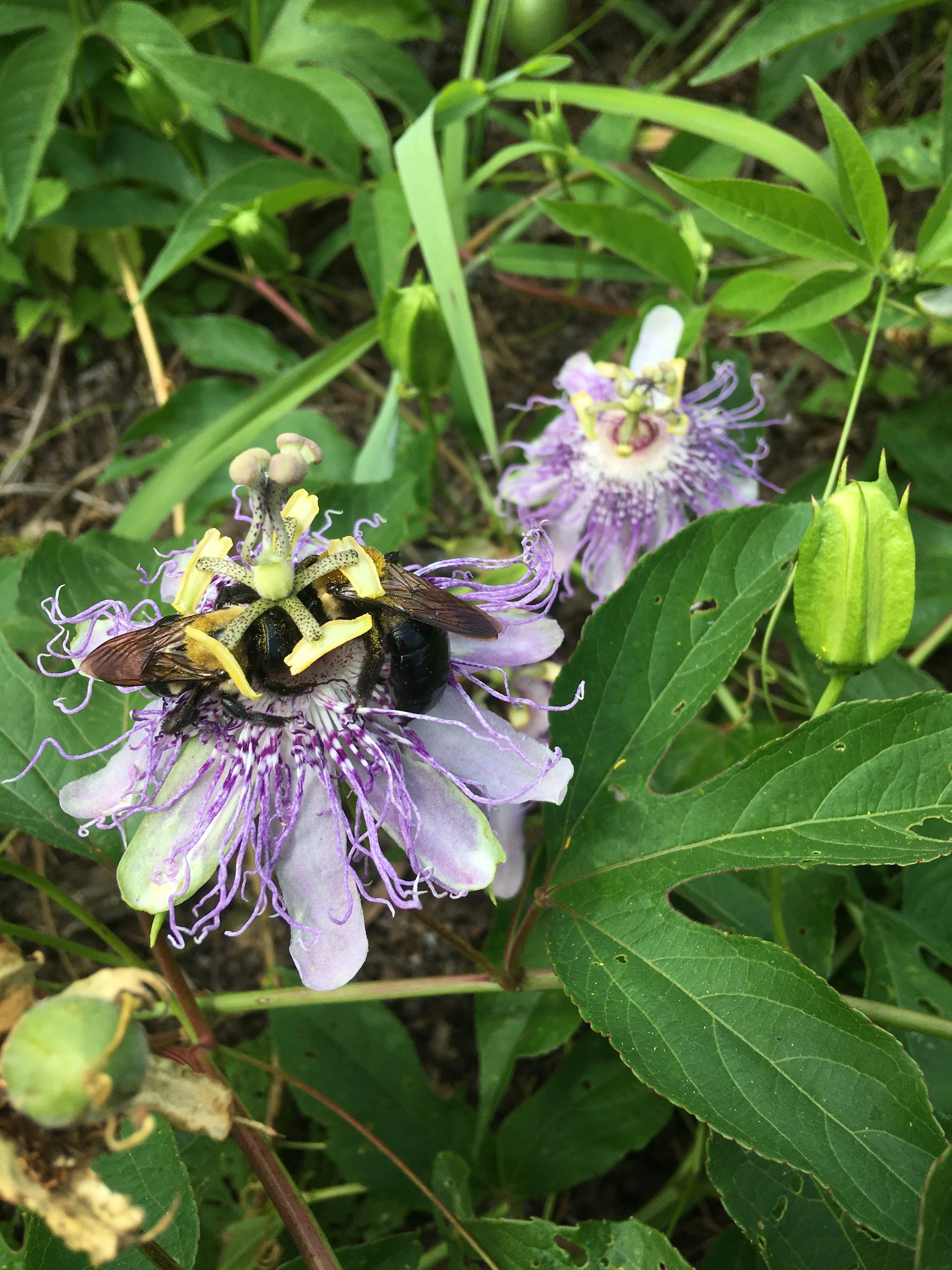 Passiflora incarnata - (Purple Passion Vine) — Tennessee Naturescapes