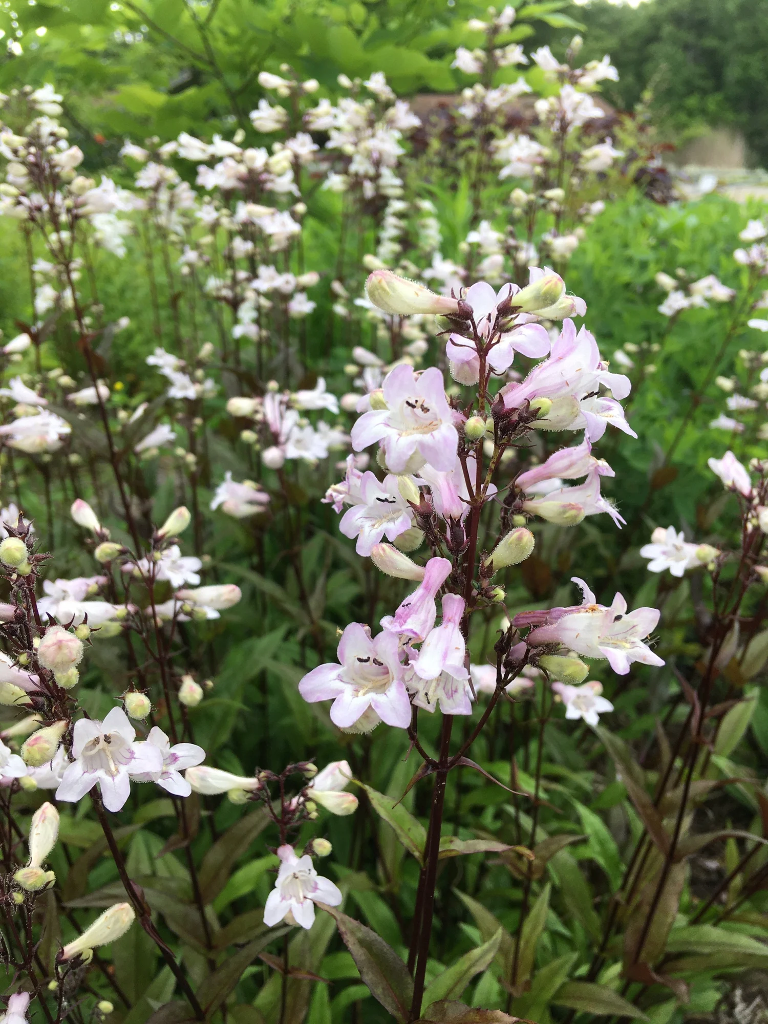 Penstemon Digitalis Husker Red