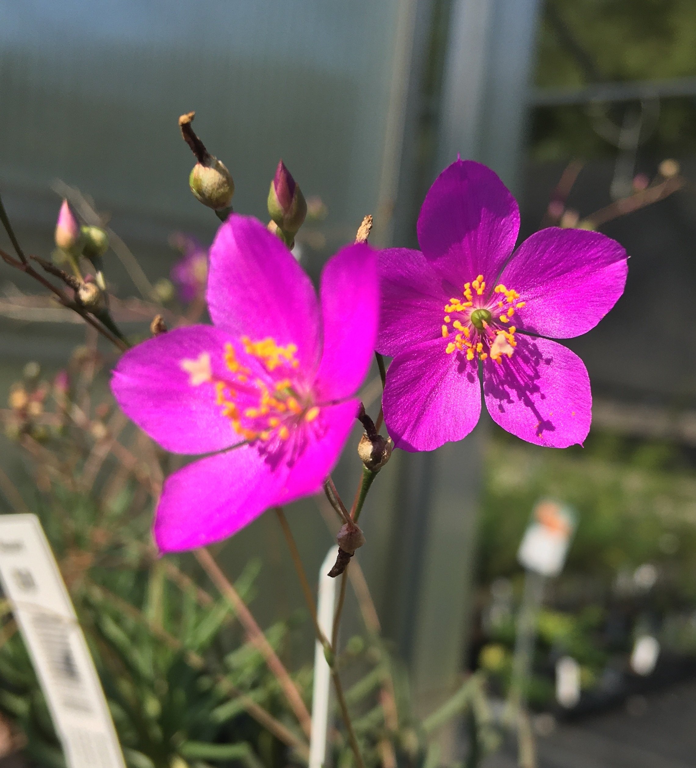 Shop — Tennessee Naturescapes