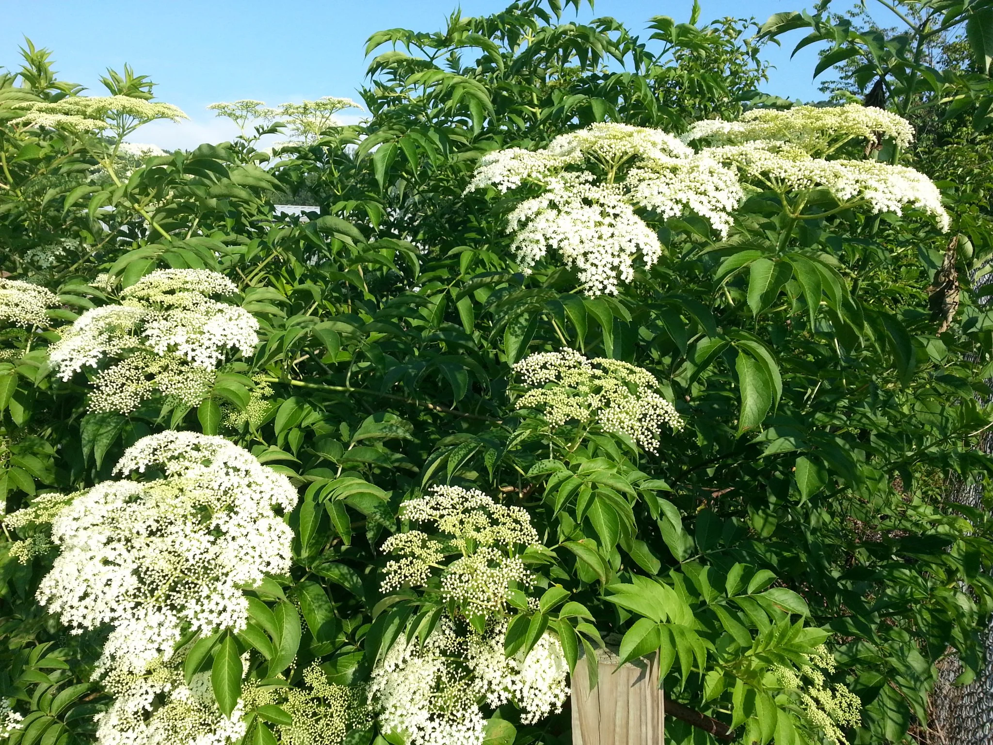 Sambucus nigra spp. canadensis (Elderberry) — Tennessee Naturescapes