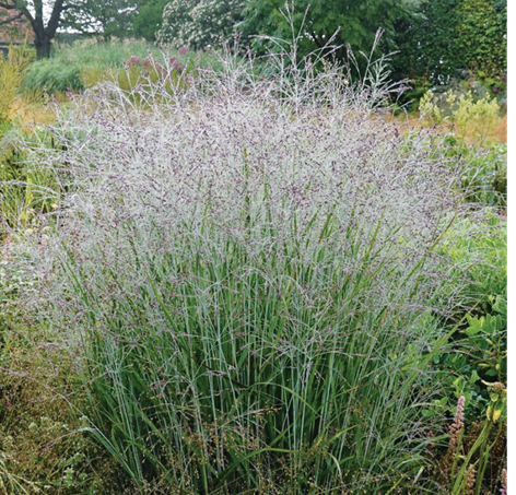 Panicum Virgatum Flower