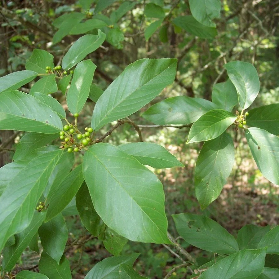 Sambucus nigra spp. canadensis (Elderberry) — Tennessee Naturescapes