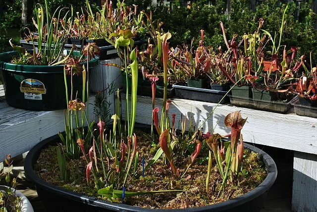 How To Grow Native Bog Plants — Tennessee Naturescapes