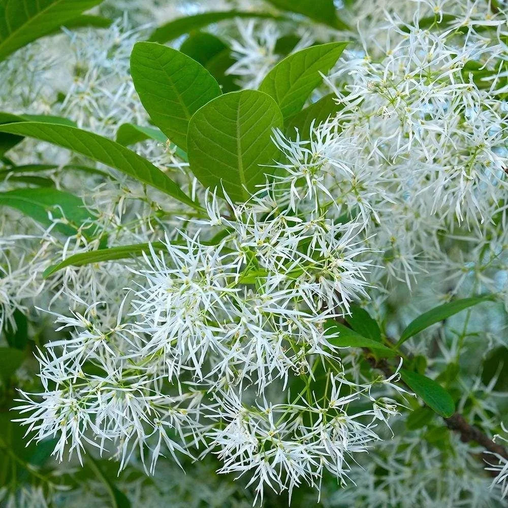 Native Plants For Every Landscape