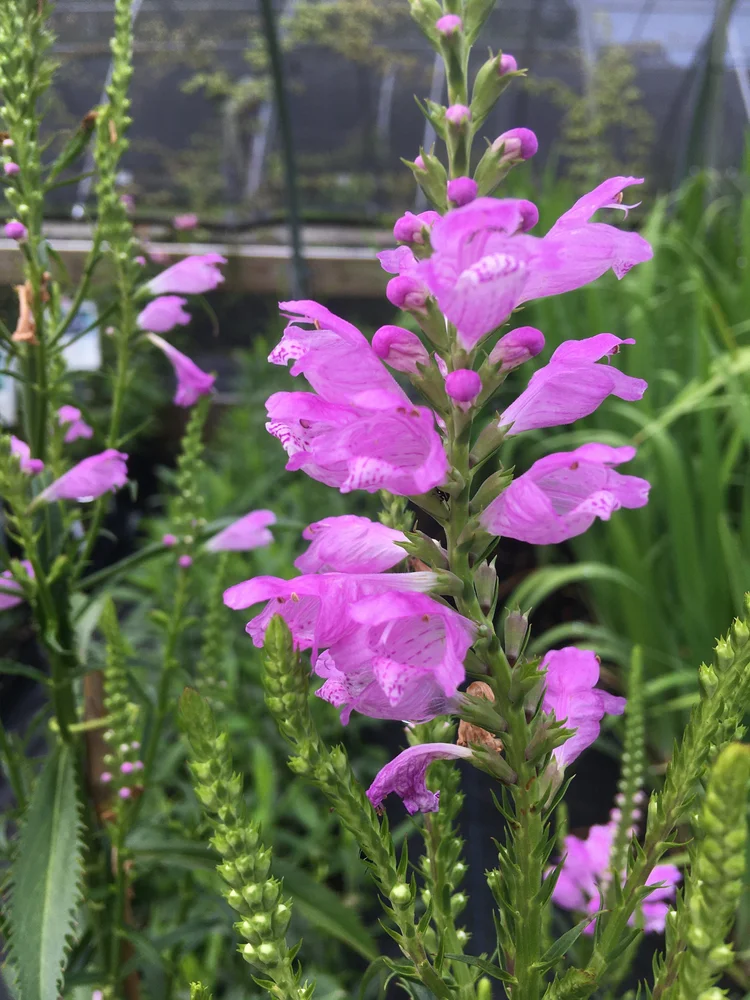 What BLOOMS IN Fall — Tennessee Naturescapes