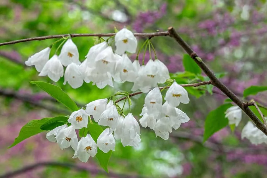 Native Plants for Every Landscape