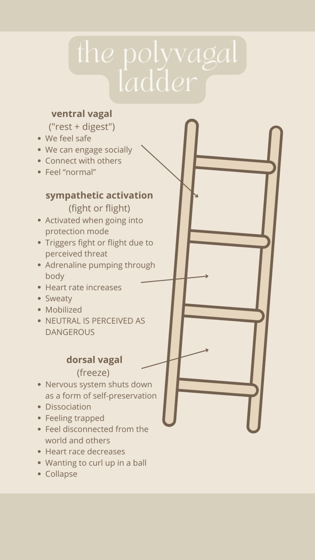 An Introduction to Understanding Your Nervous System — Nourished ...
