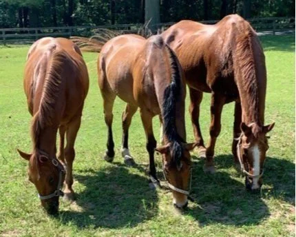 Wheaton Park Stables