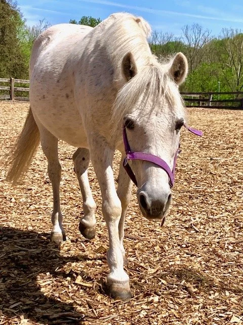 Wheaton Park Stables