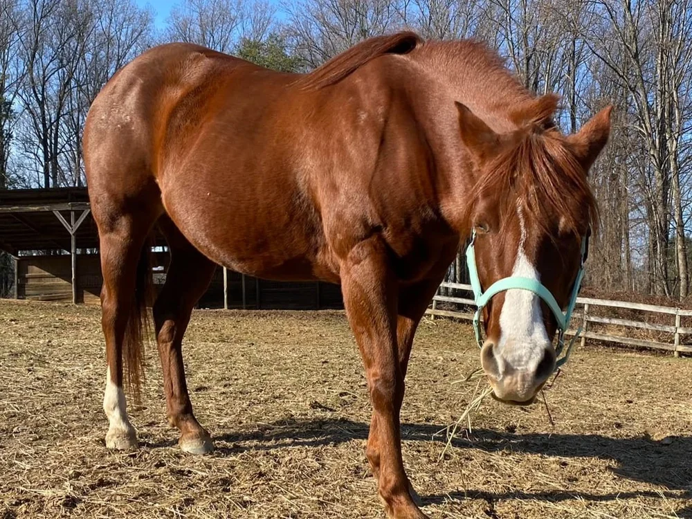 Meet the Horses NEW — Wheaton Park Stables