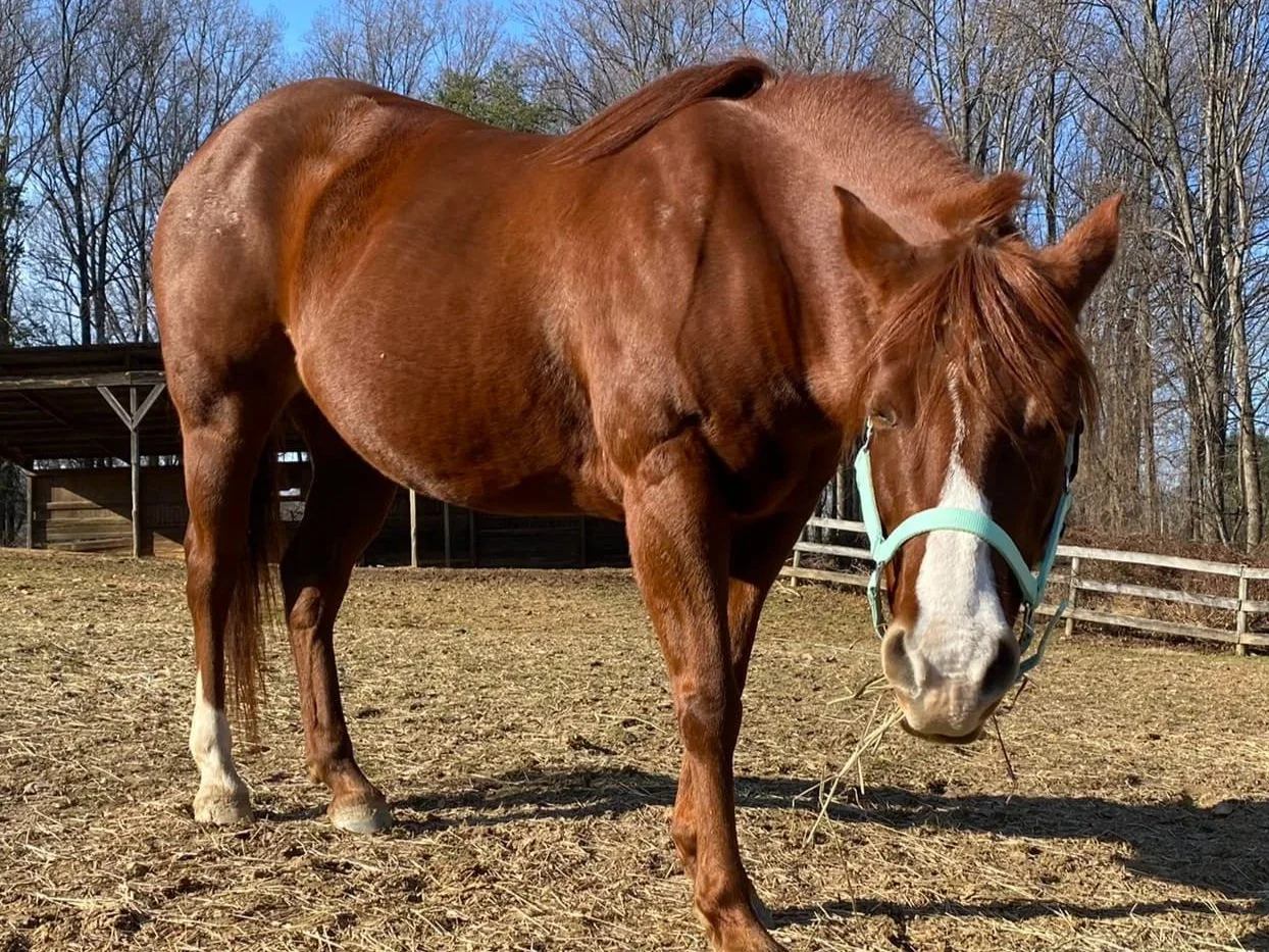 Meet the Horses NEW — Wheaton Park Stables