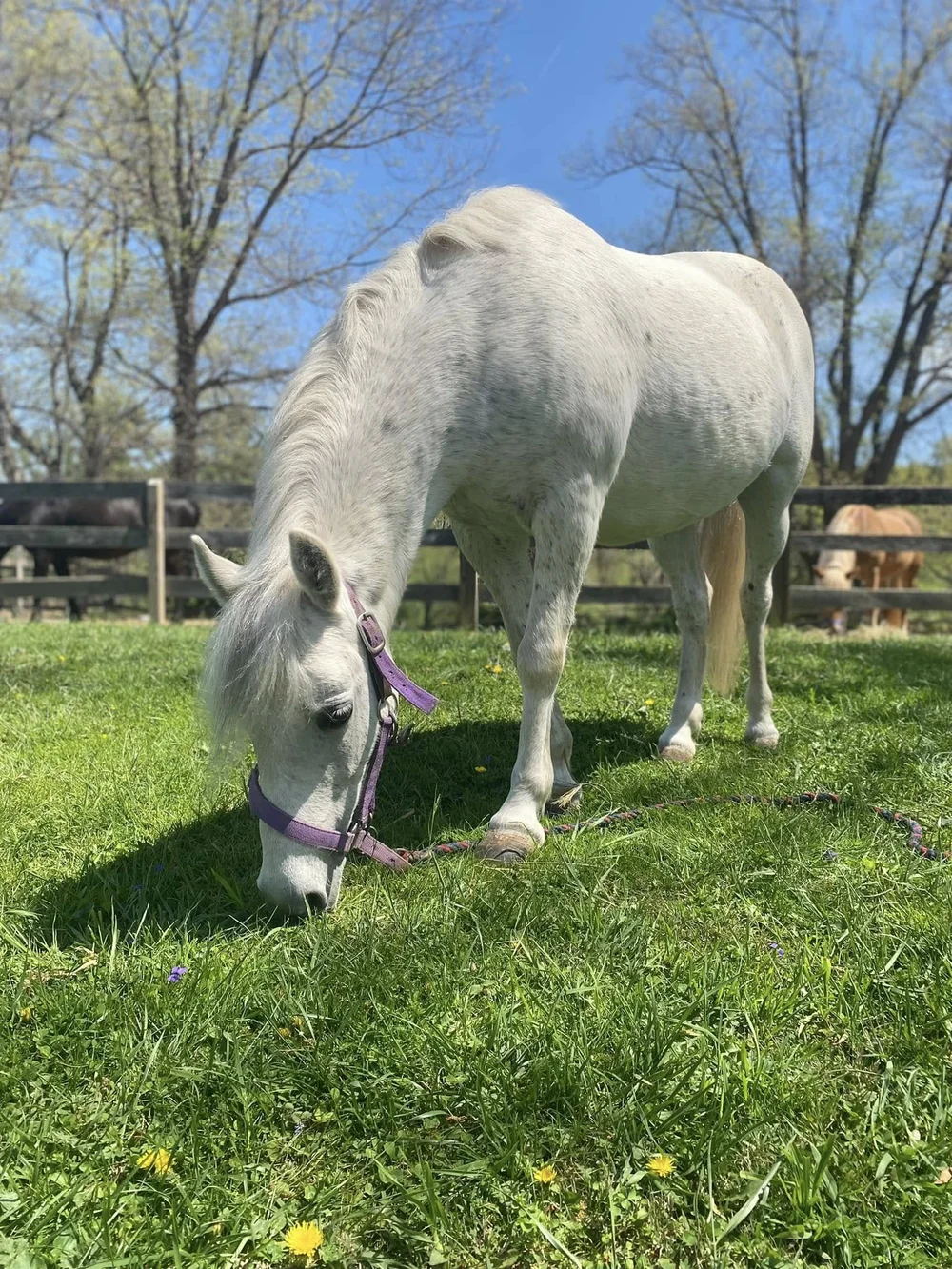 Wheaton Park Stables