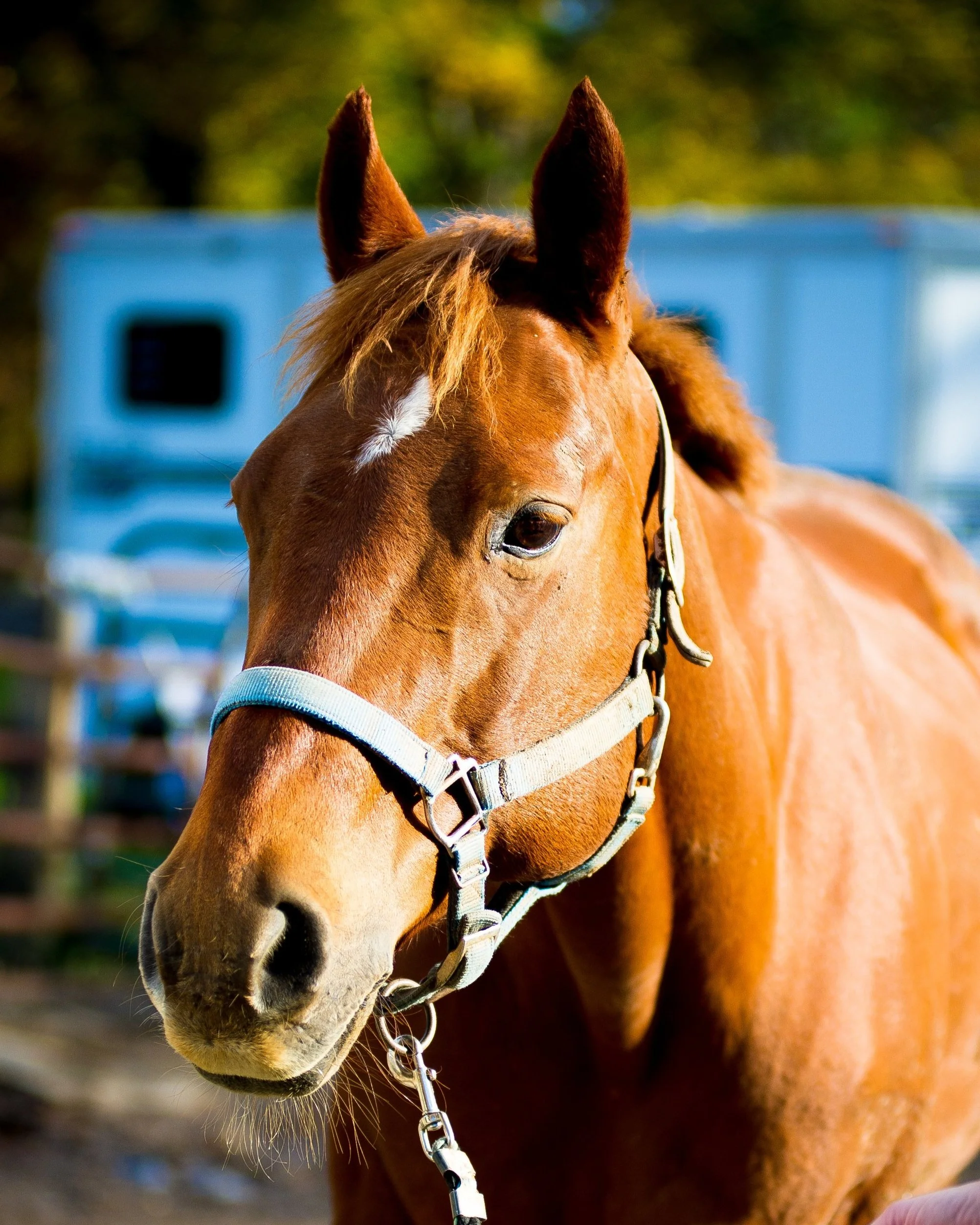 Wheaton Park Stables