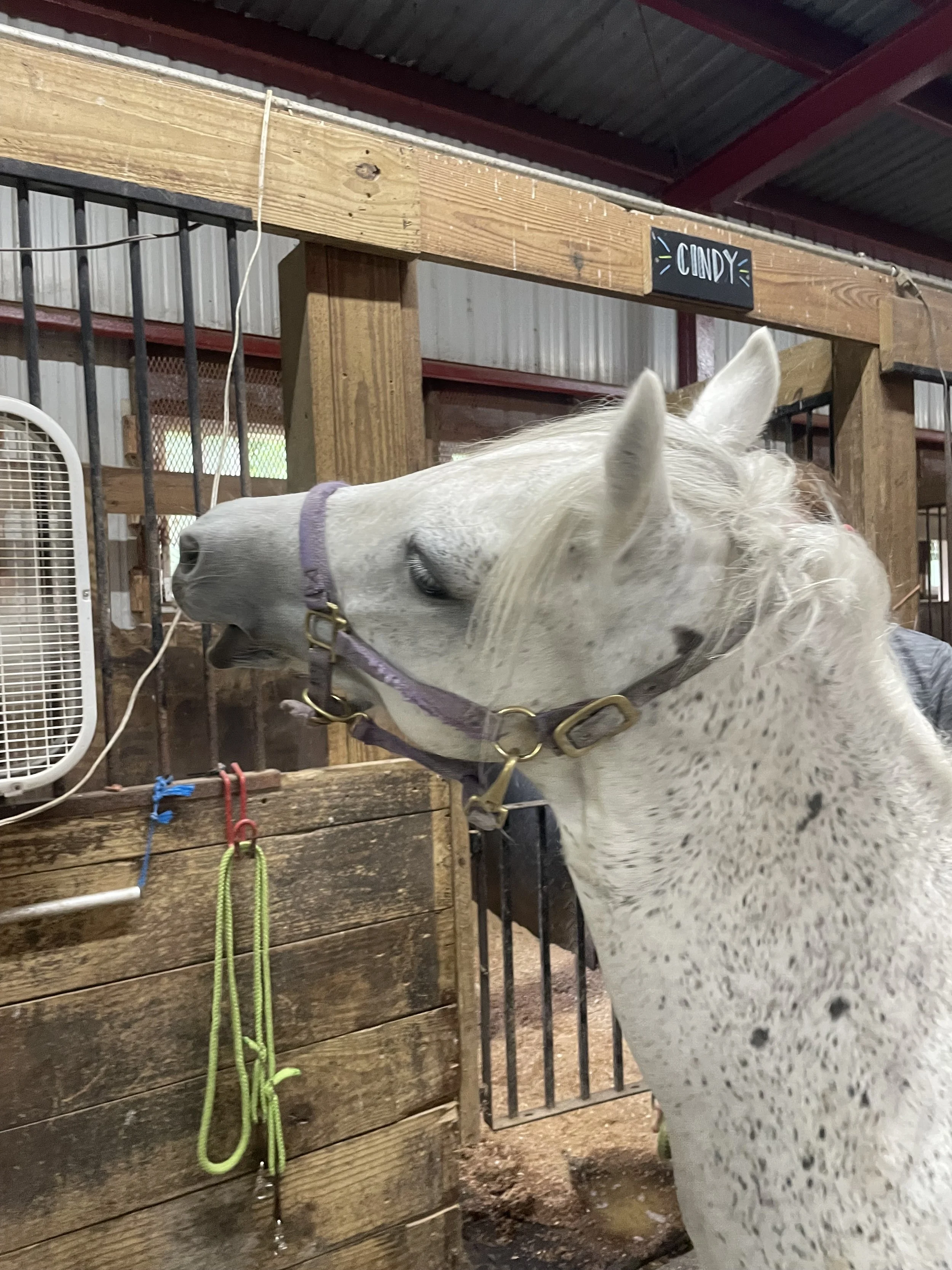 Wheaton Park Stables