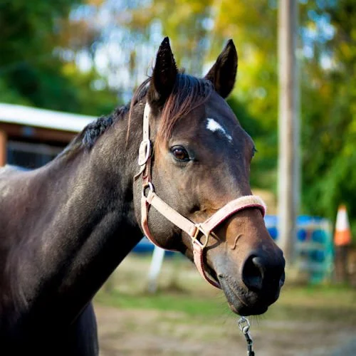 Meet the Horses NEW — Wheaton Park Stables