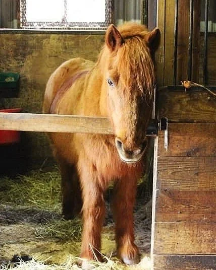 Wheaton Park Stables