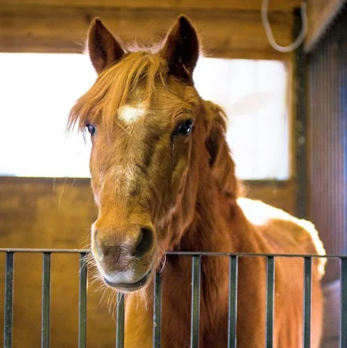 Meet the Horses NEW — Wheaton Park Stables