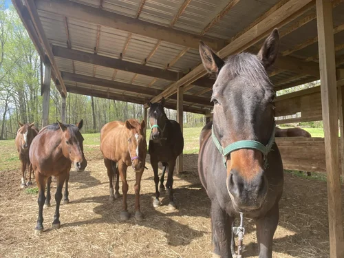 Wheaton Park Stables