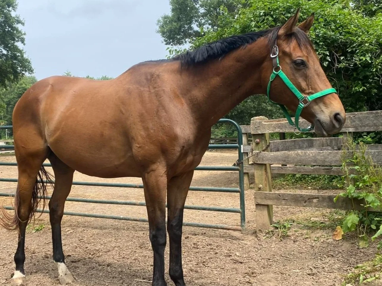 Meet the Horses NEW — Wheaton Park Stables