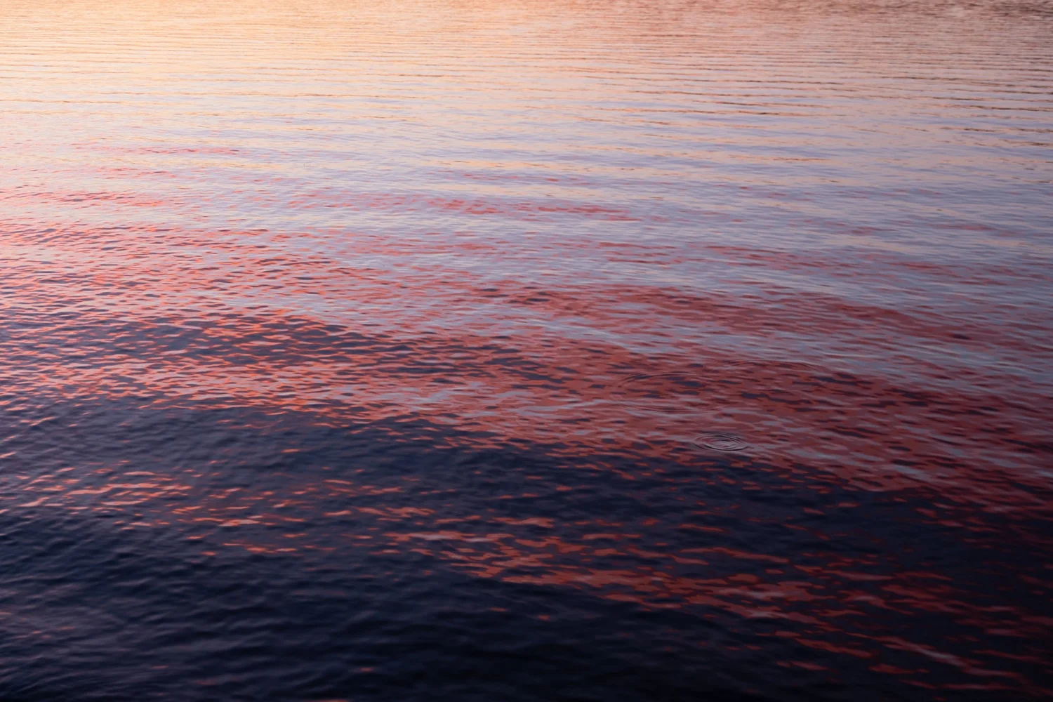 Amenities | Lakeside View + Dog Park | Chattanooga, TN — The Shoals